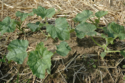 Shannon's Tasteful Garden - Southeast: Split zucchini stem and ...