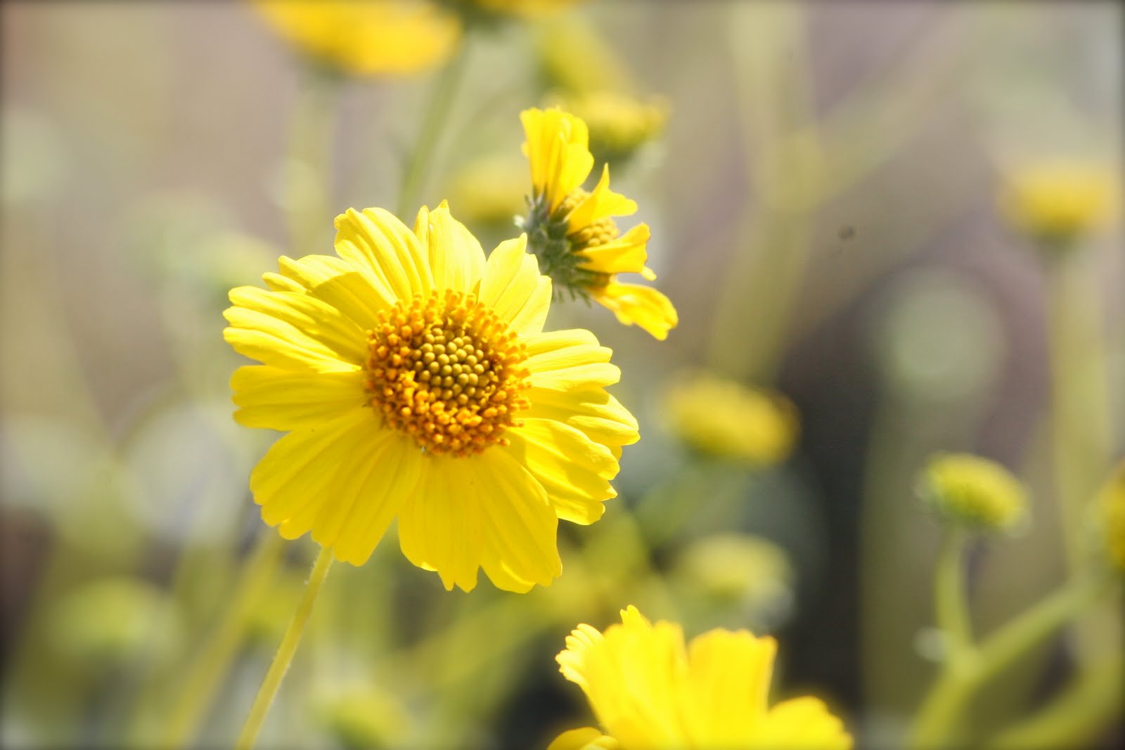 {Link Adventure}: {Stop and Smell the Little Yellow Flowers}