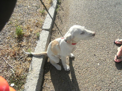 mispequeñosgigantesde4patas: MANCHITA, CACHORRA CRUCE DE LABRADOR EN LA ...