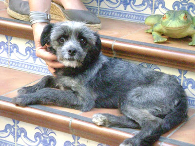 mispequeñosgigantesde4patas: CRUCE DE PEQUINES Y YORKSHIRE EN ADOPCION ...