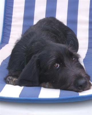 mispequeñosgigantesde4patas: TRUFO, UN PERRO DULCE RESCATADO DE LA ...