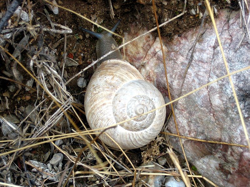 En Busca del Alquimista...: Ralea Valenciana con Denominacion de Origen