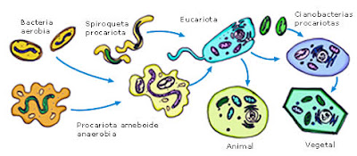 evcdb: Organismos eucarióticos