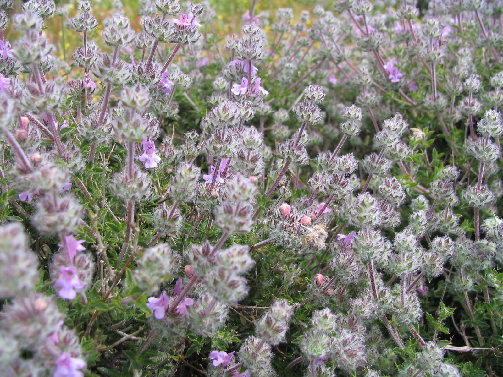 Wild Herbs of Crete: May 2010