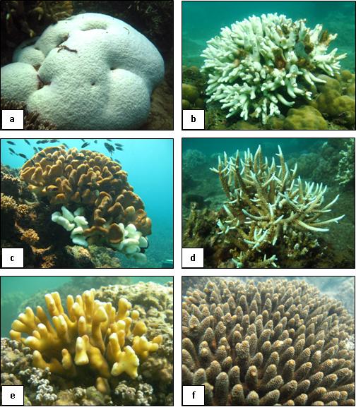 Biologi dan Ekologi Pemutihan Karang (Coral Bleaching) ~ Sari Laut