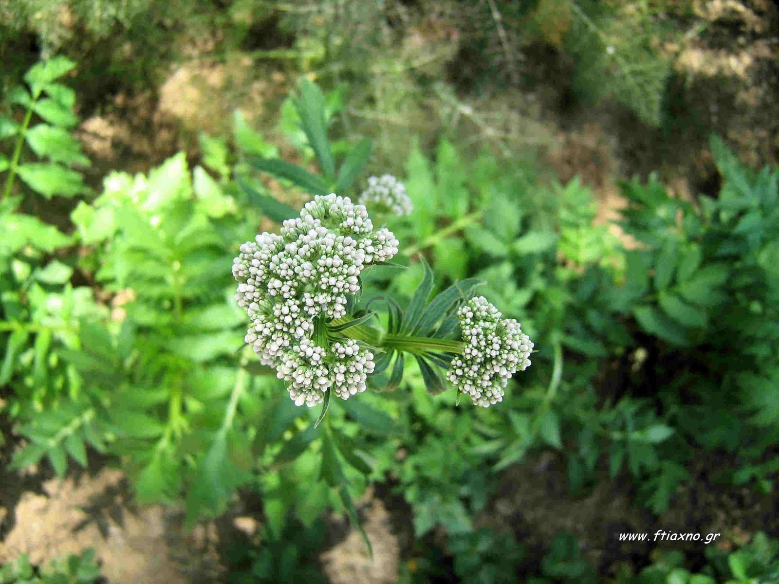 Φτιάχνω μόνος μου: Βαλεριάνα: σπορά φύτεμα καλλιέργεια