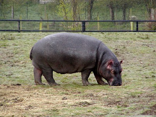 Classification and Reproduction of The hippopotamus | Animals In The World