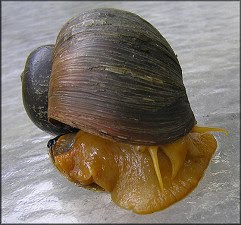 Feeding habits of Pomacea canaliculata | Animals In The World