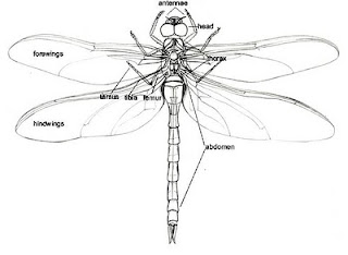 Metamorphosis of Dragonfly | Animals In The World