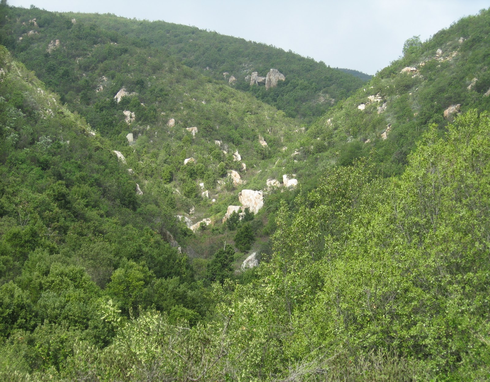 Conservación y Difusión de El Bosque Esclerófilo: BOSQUE ESCLERÓFILO
