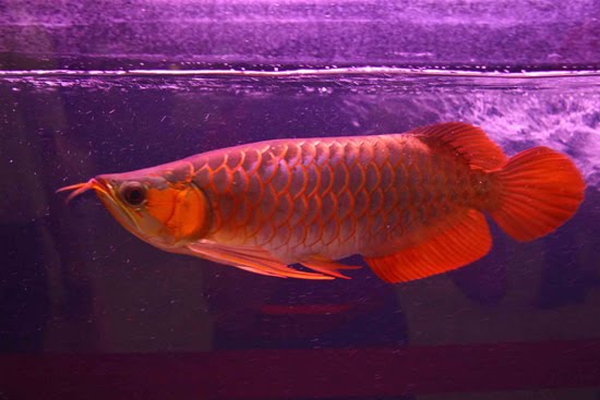 Photograph's and Wallpaper: Arowana - The Red Dragon Fish