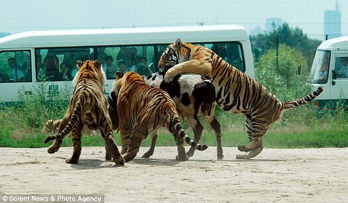 Photograph's and Wallpaper: Tigers feeding cow images