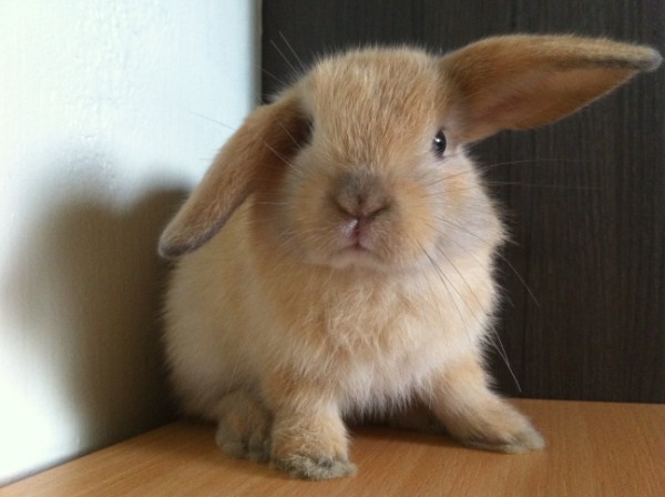 Rabbits for sale in Singapore!: (Sold) 5weeks RARE Chocolate Tort ...