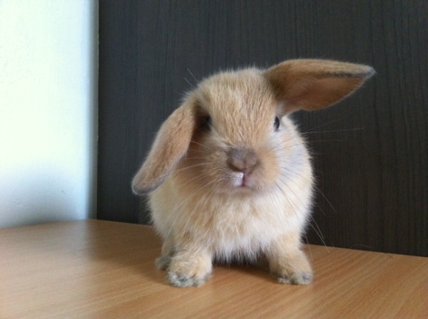 Rabbits for sale in Singapore!: (Sold) 5weeks RARE Chocolate Tort ...