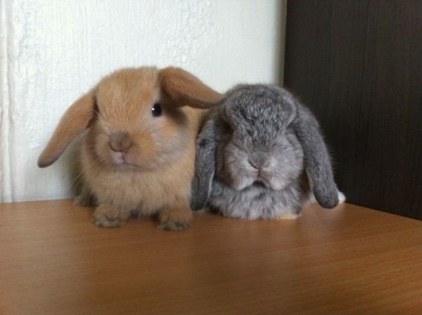 Rabbits for sale in Singapore!: (Sold) 5weeks RARE Chocolate Tort ...