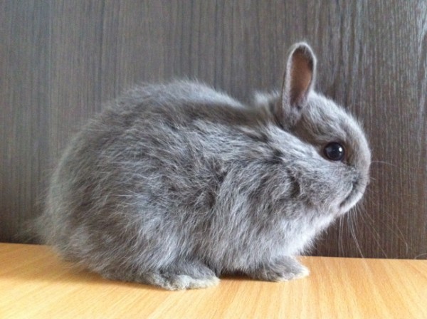 Rabbits for sale in Singapore!: (Sold) 5weeks Blue Netherland Dwarf male!