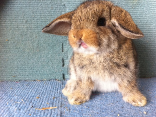 Rabbits for sale in Singapore!: (Sold) cute chestnut Holland Lop 4weeks!