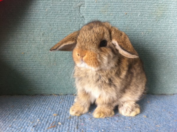 Rabbits for sale in Singapore!: (Sold) cute chestnut Holland Lop 4weeks!