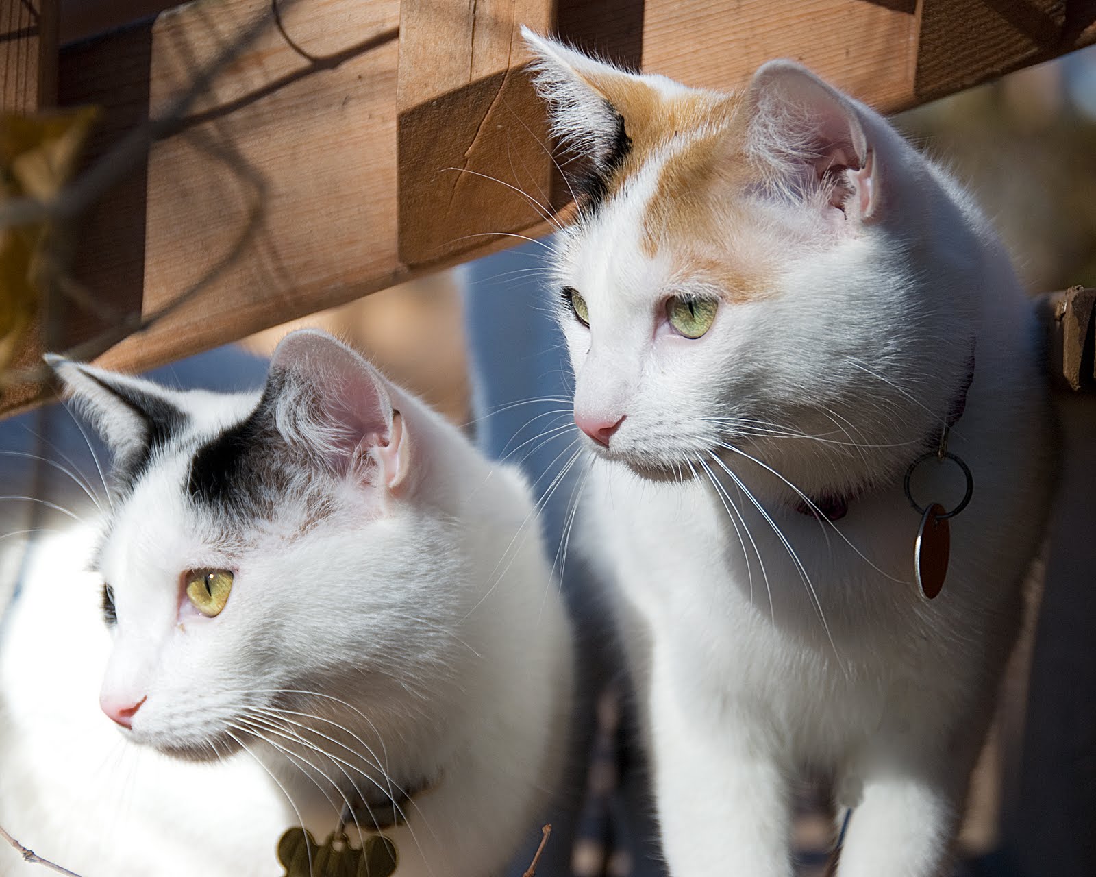 WPSYC0900: The Cats Meow: The Conditioning of Paca and Simba