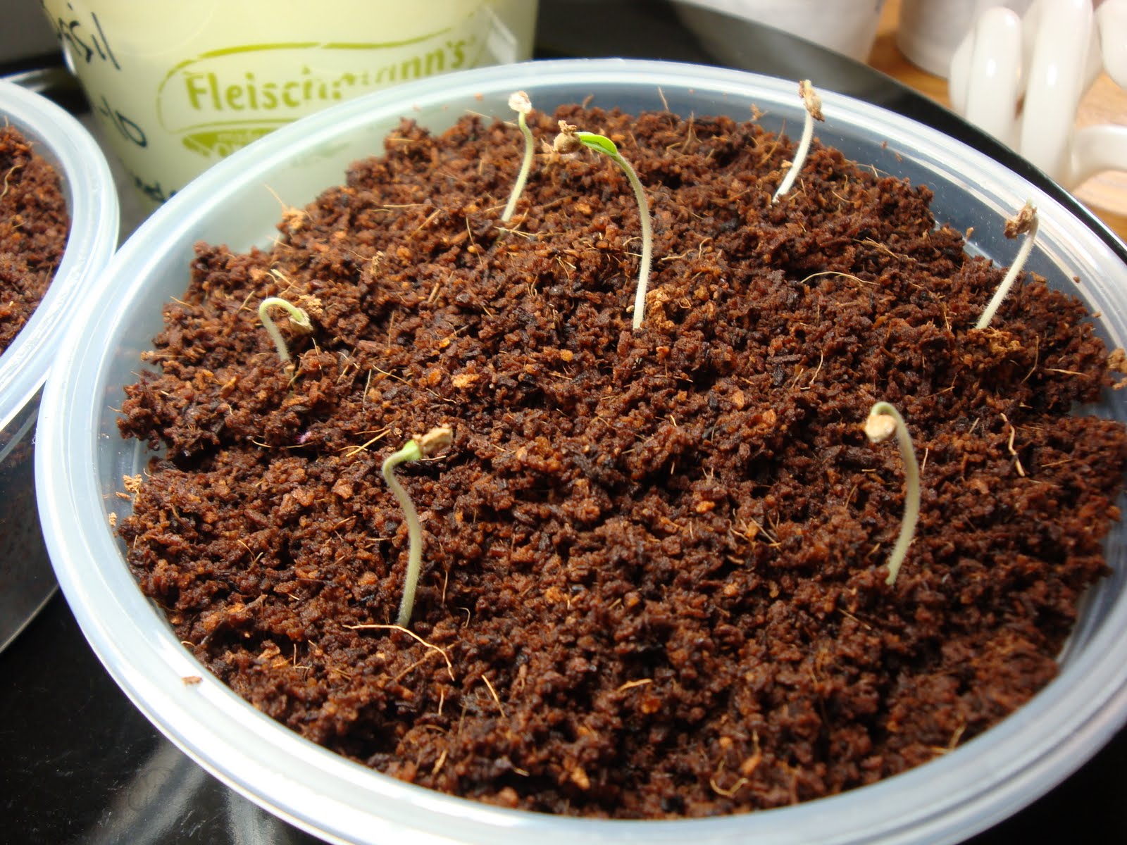 Oracles of the Delphi Express