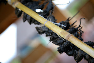 Mission for Malawi: Rat-Kabobs