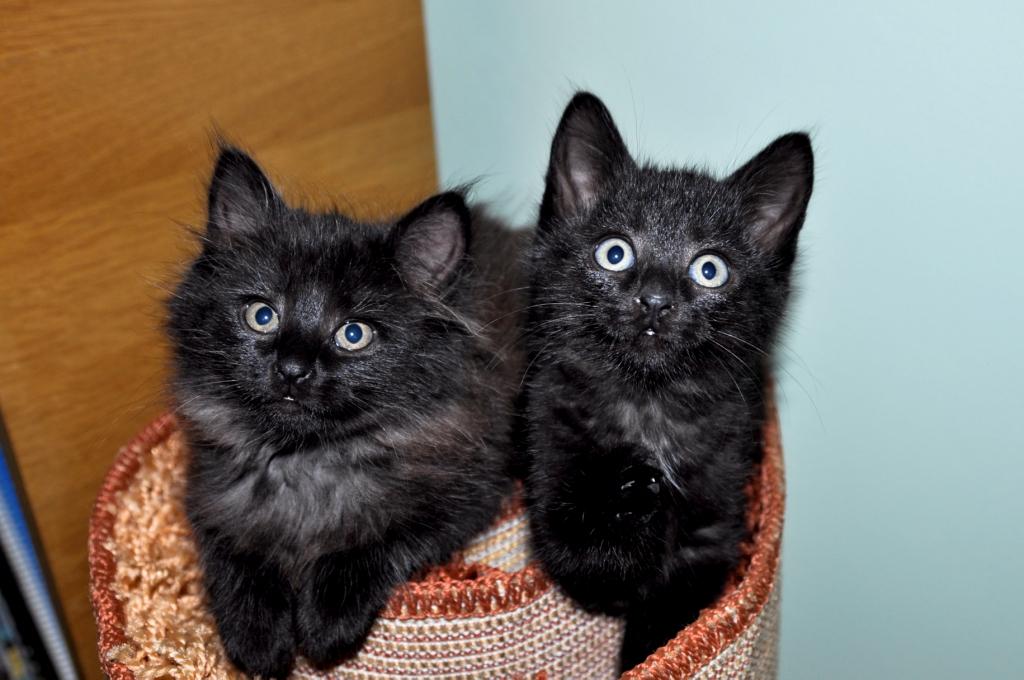 LE BIJOU JOYEUX: ***Pisicutele au fost adoptate***Doua pisicute negre ...