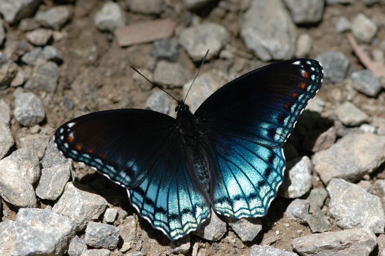 Field Biology in Southeastern Ohio: Butterflies