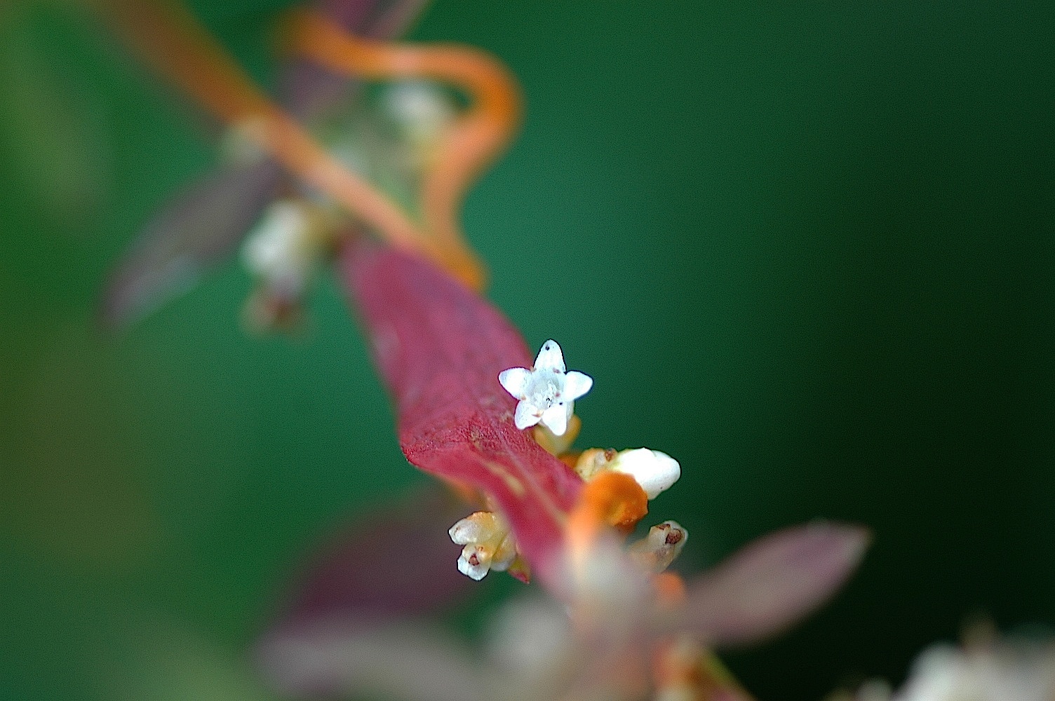 Field Biology in Southeastern Ohio: Keep Your Hands Off My Dodder!