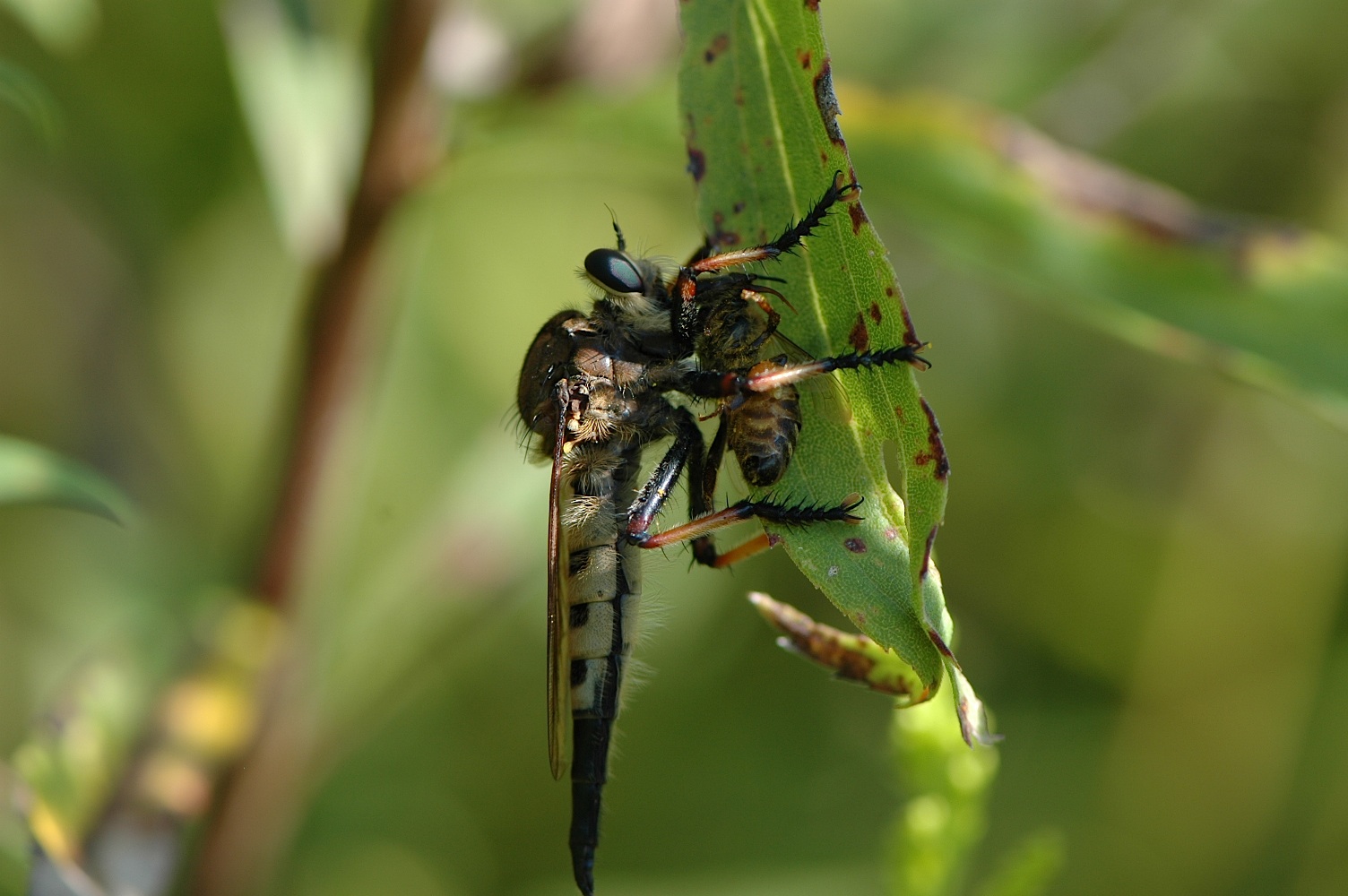 Field Biology in Southeastern Ohio: Exploring Meigs County