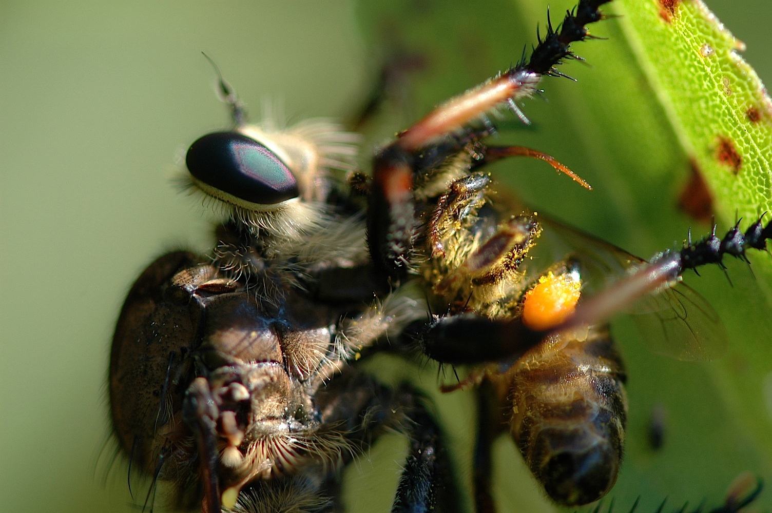 Field Biology in Southeastern Ohio: Exploring Meigs County