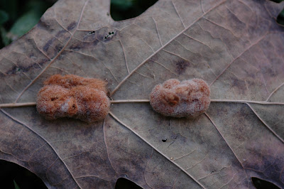 Field Biology in Southeastern Ohio: That took a lot of GALL