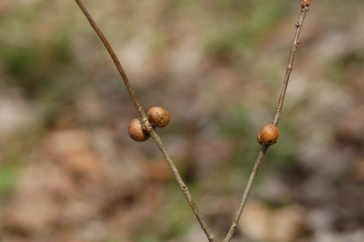 Field Biology in Southeastern Ohio: That took a lot of GALL