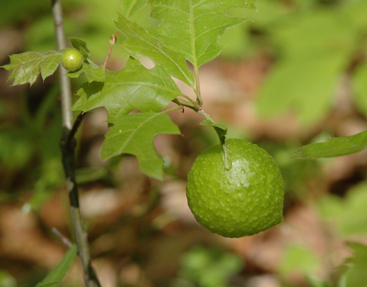 Field Biology in Southeastern Ohio: That took a lot of GALL