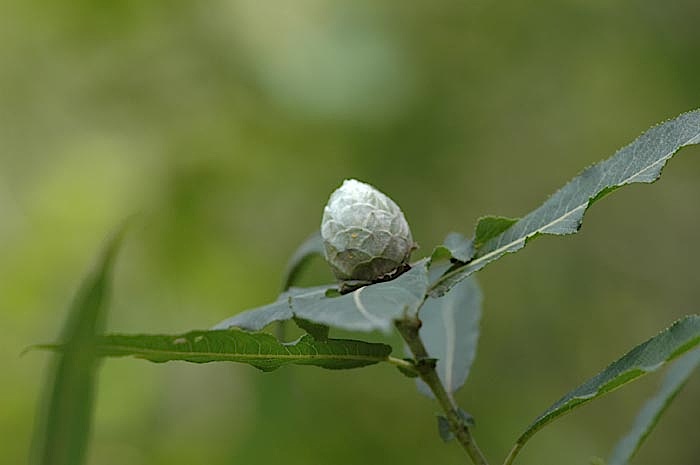 Field Biology in Southeastern Ohio: That took a lot of GALL