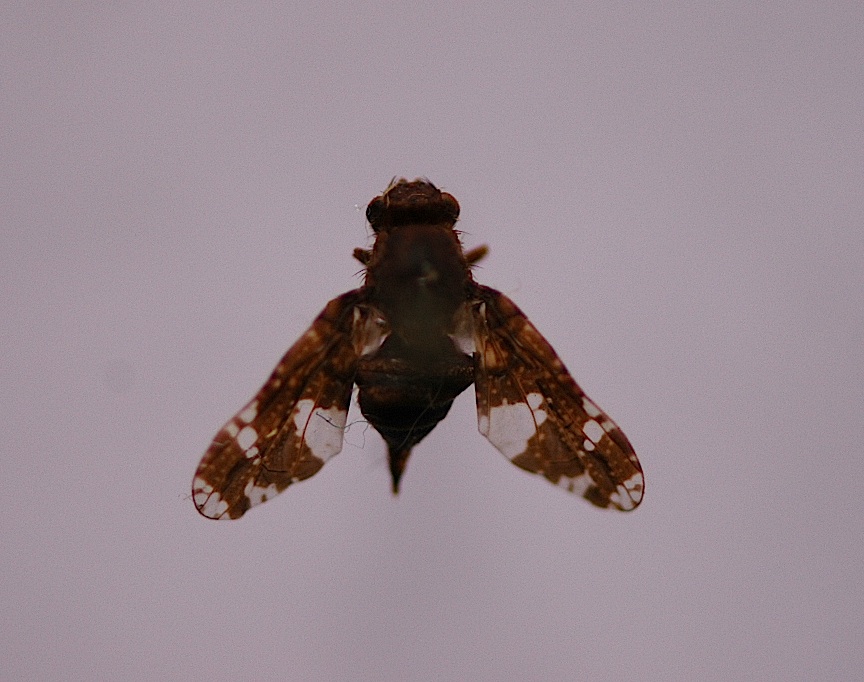 Field Biology in Southeastern Ohio: That took a lot of GALL