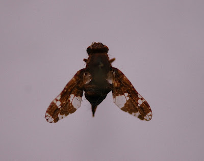 Field Biology in Southeastern Ohio: That took a lot of GALL