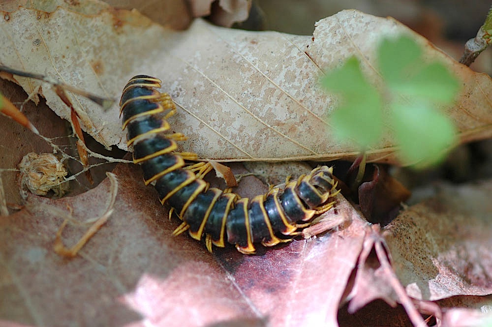 Field Biology in Southeastern Ohio: Get down on your hands and knees