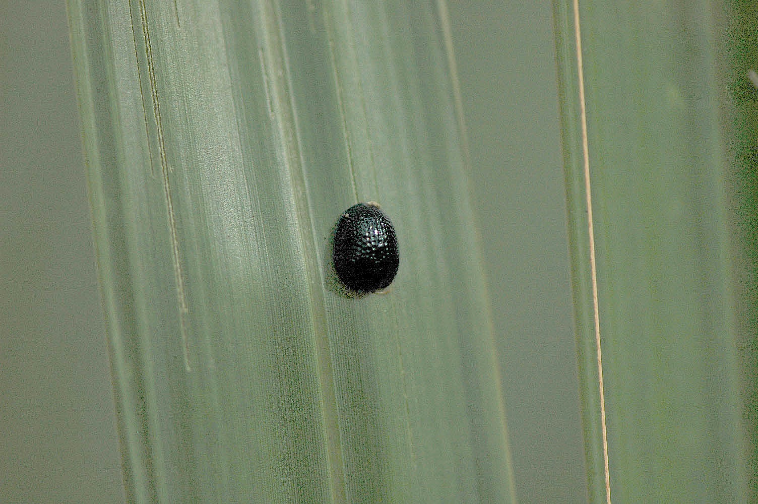 Field Biology in Southeastern Ohio: Get down on your hands and knees