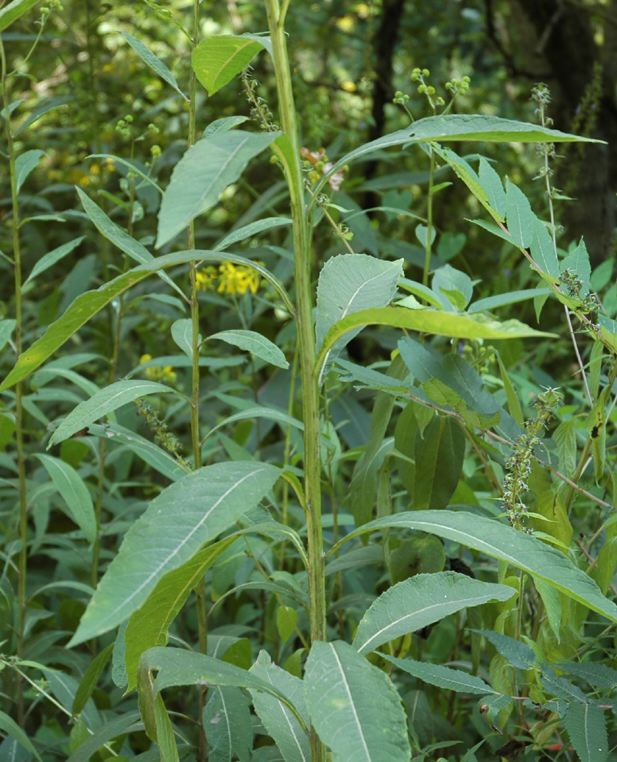 Field Biology in Southeastern Ohio: Sunflowers, Coneflowers, and DYC's ...