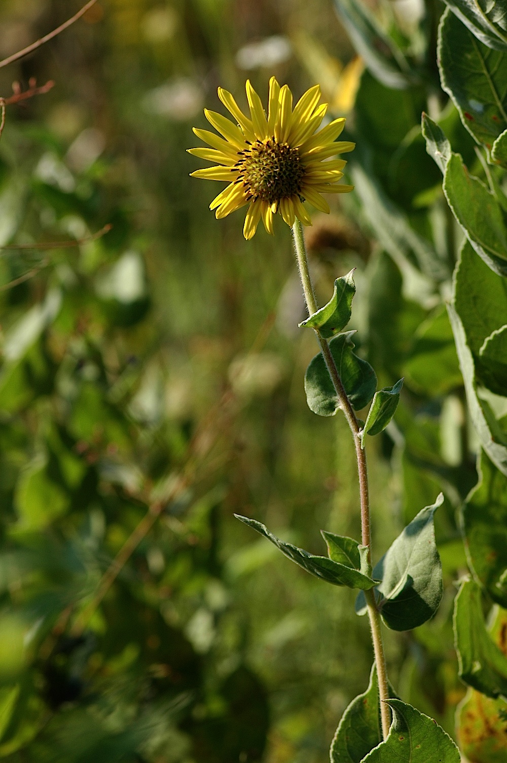 Field Biology in Southeastern Ohio: Coneflowers, Sunflowers (part2)