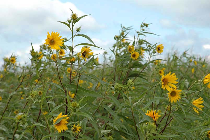 Field Biology in Southeastern Ohio: Coneflowers, Sunflowers (part2)