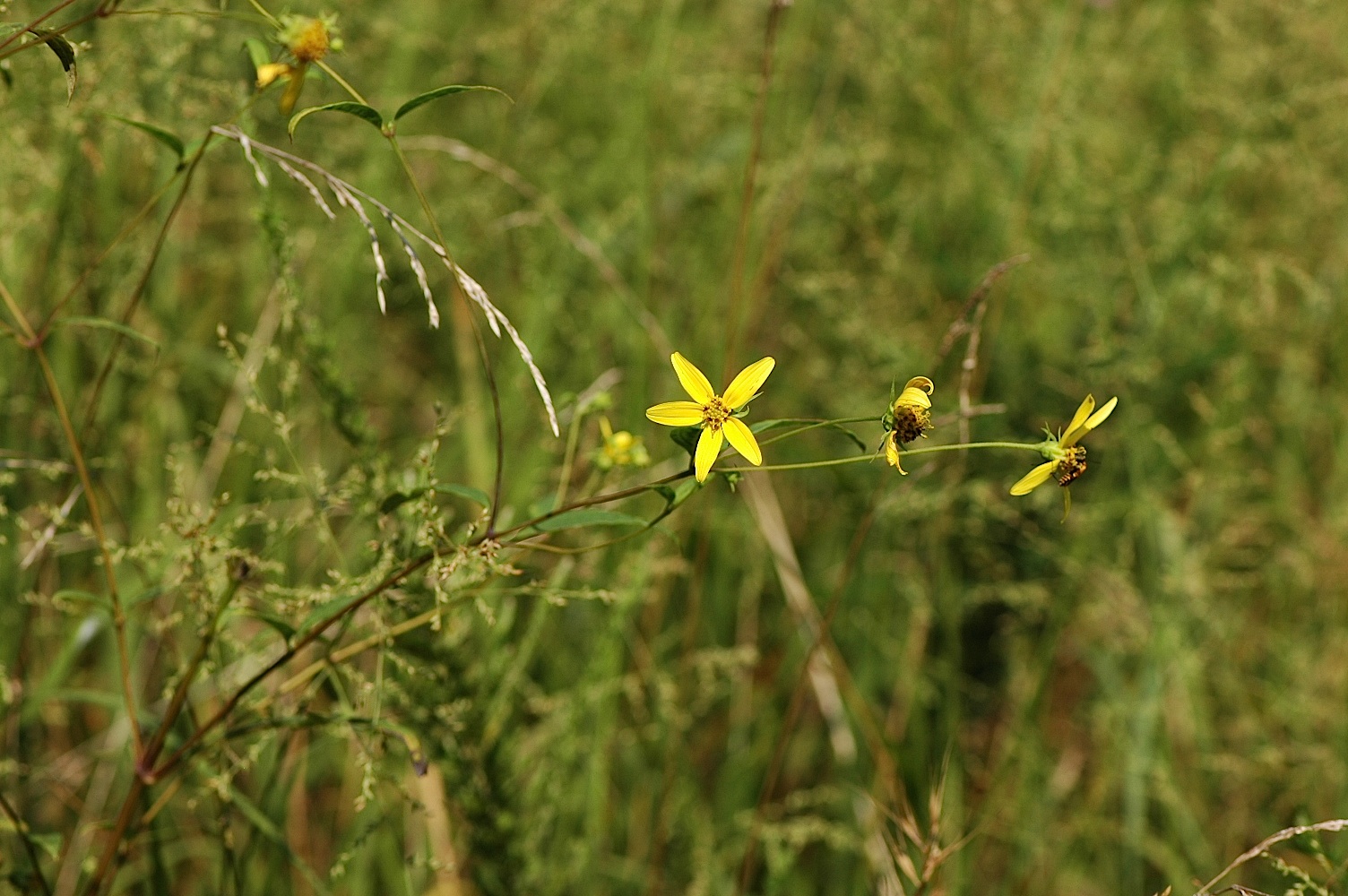 Field Biology in Southeastern Ohio: Coneflowers, Sunflowers (part2)