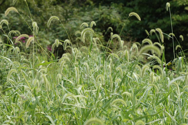 Native Grass Species