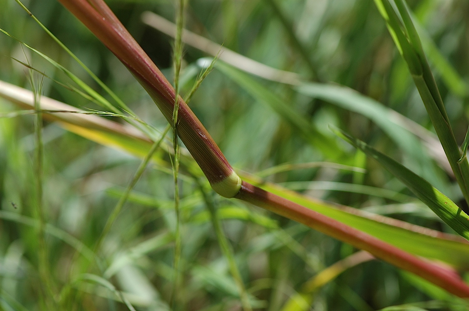 Field Biology in Southeastern Ohio: Pass The Grass
