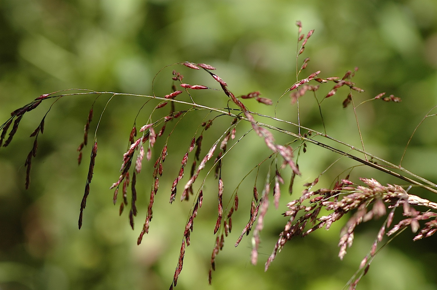 Field Biology in Southeastern Ohio: Pass The Grass