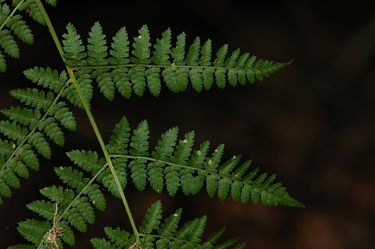 Field Biology in Southeastern Ohio: A Few Ferns