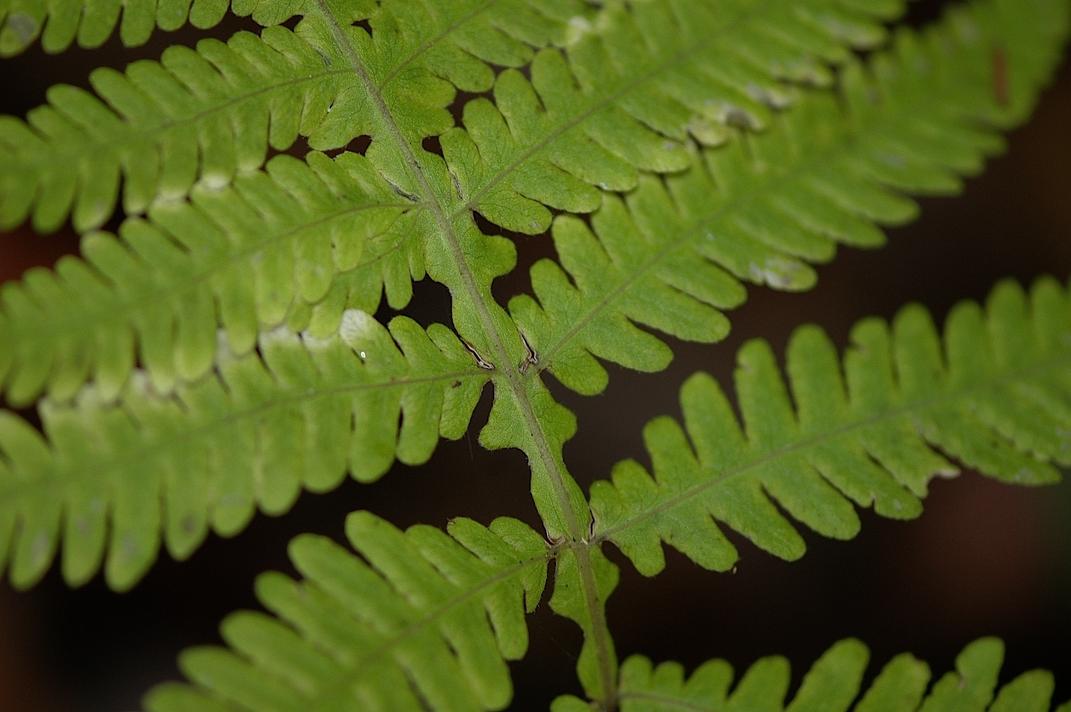 Field Biology in Southeastern Ohio: A Few Ferns