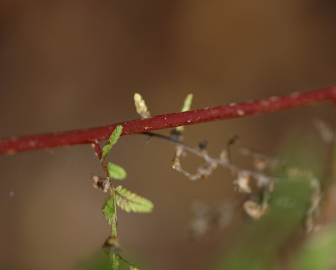 Field Biology in Southeastern Ohio: A Few Ferns