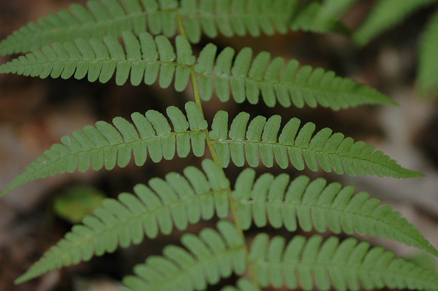 Field Biology in Southeastern Ohio: A Few Ferns