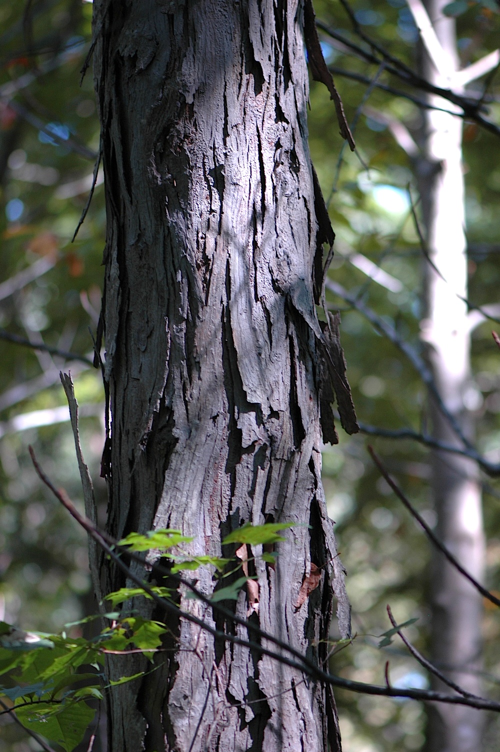 Field Biology in Southeastern Ohio: A Fall Fruit Free-For-All